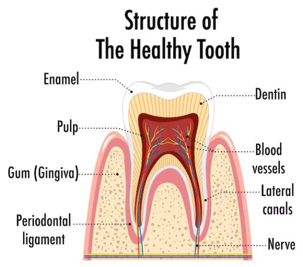 Understanding the Structure of a Tooth: A Comprehensive Guide - Dr ...